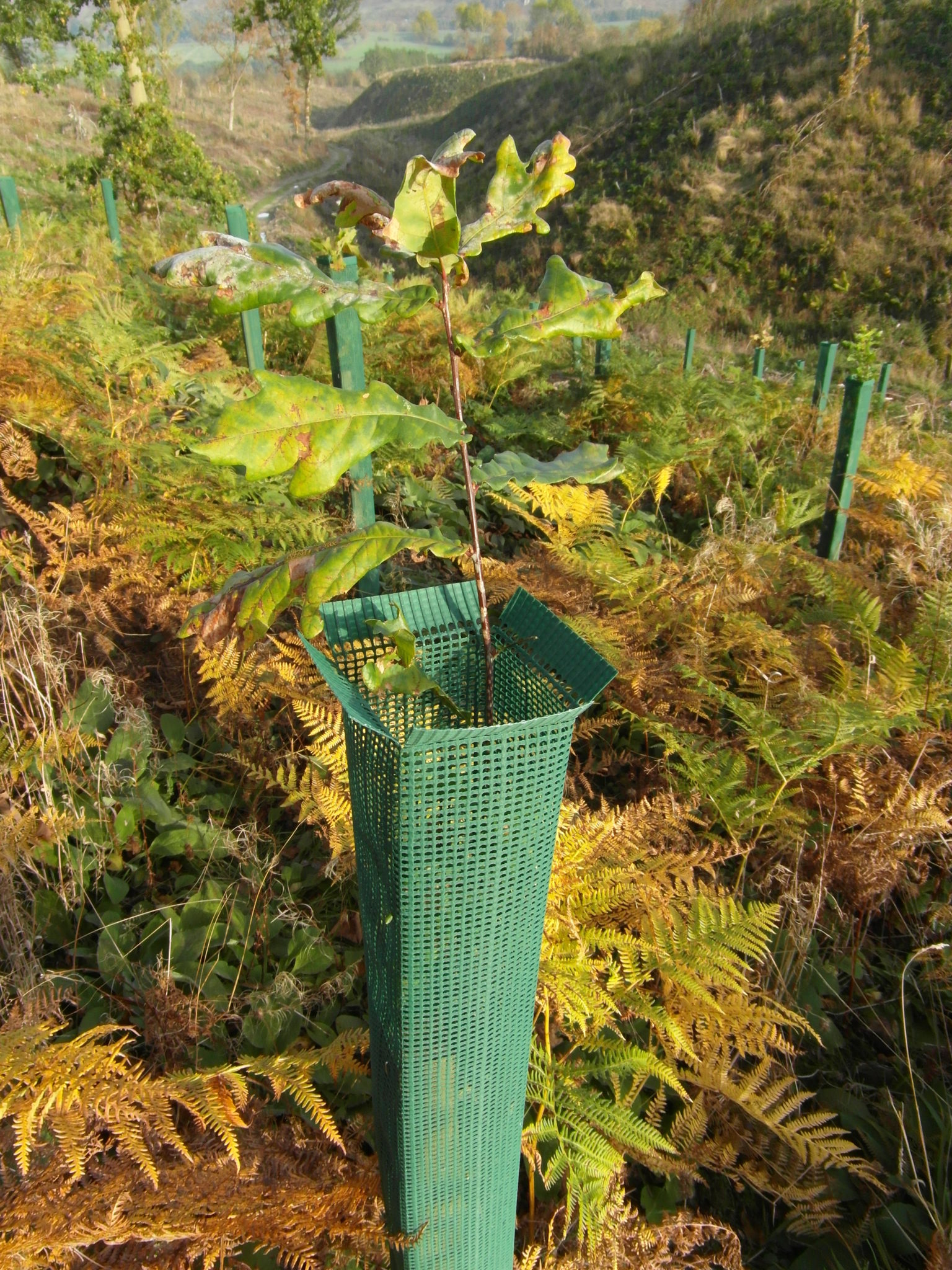 Buy Tree Shelters & Guards Online - Farm Forestry
