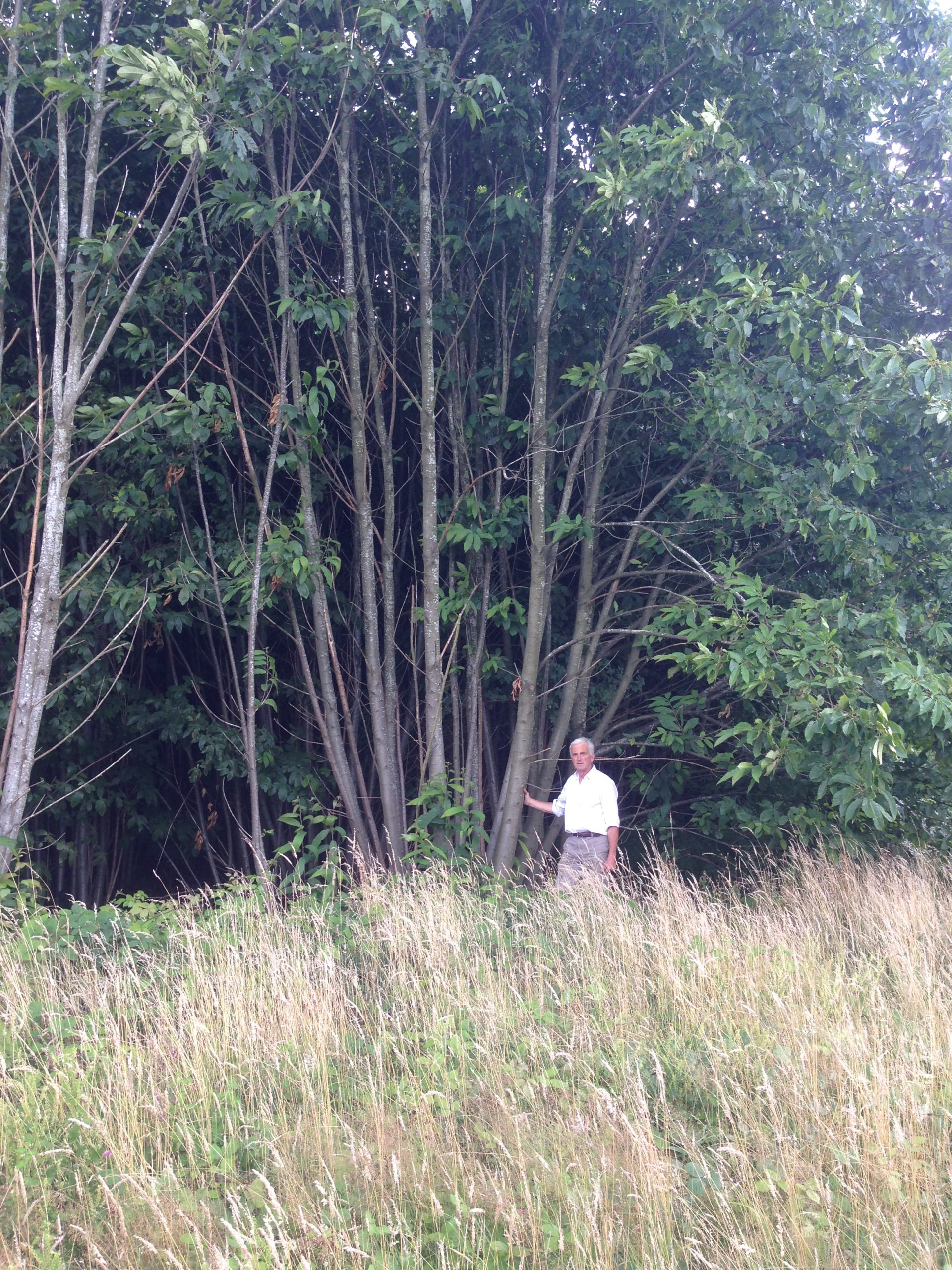 Chestnut Pale Fencing