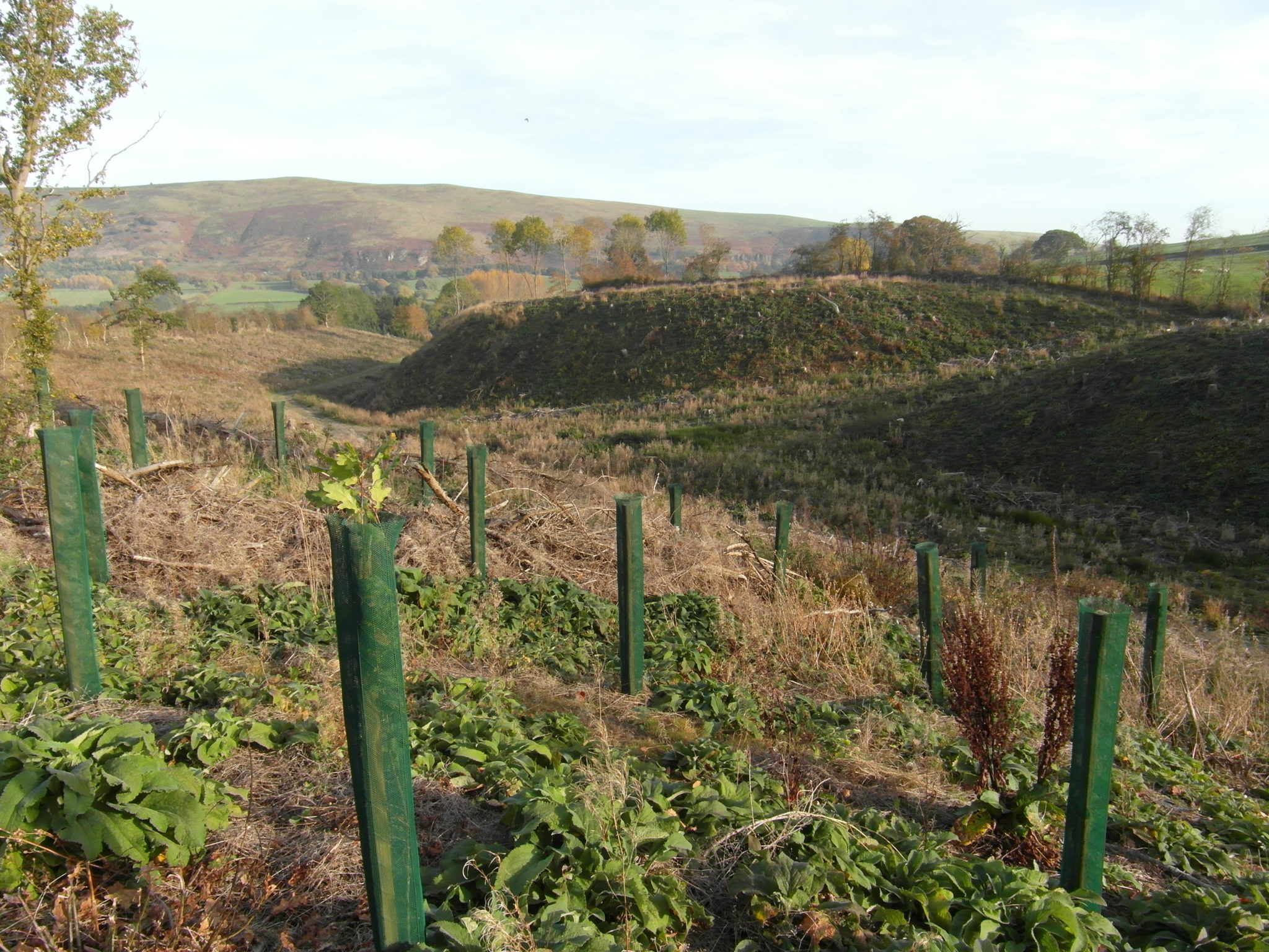 Economic and Stretchable Continental Fine Mesh Tree Shelters
