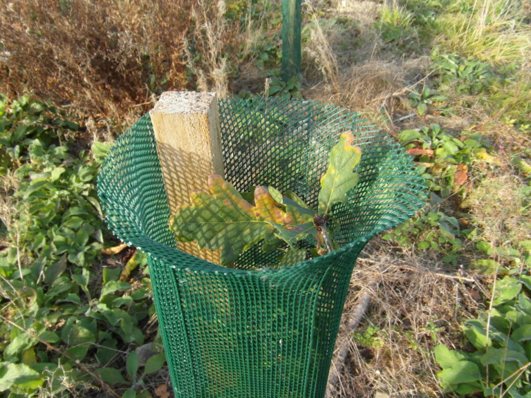 Buy Tree Shelters & Guards Online - Farm Forestry