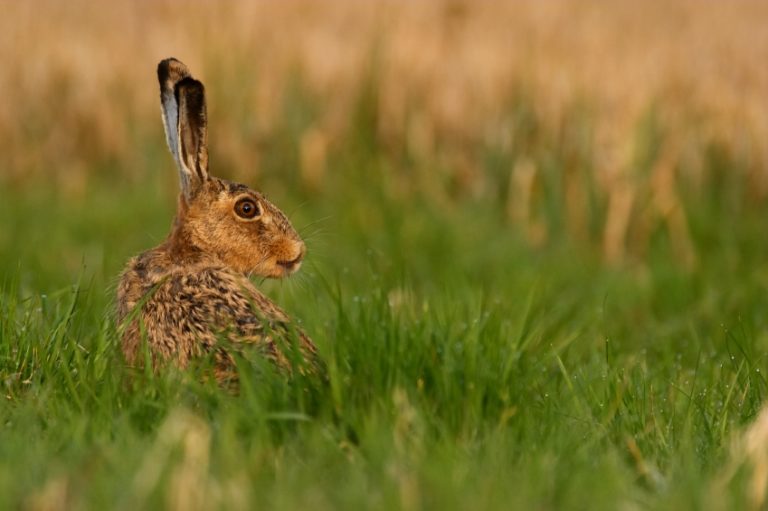 Tornado premium rabbit netting
