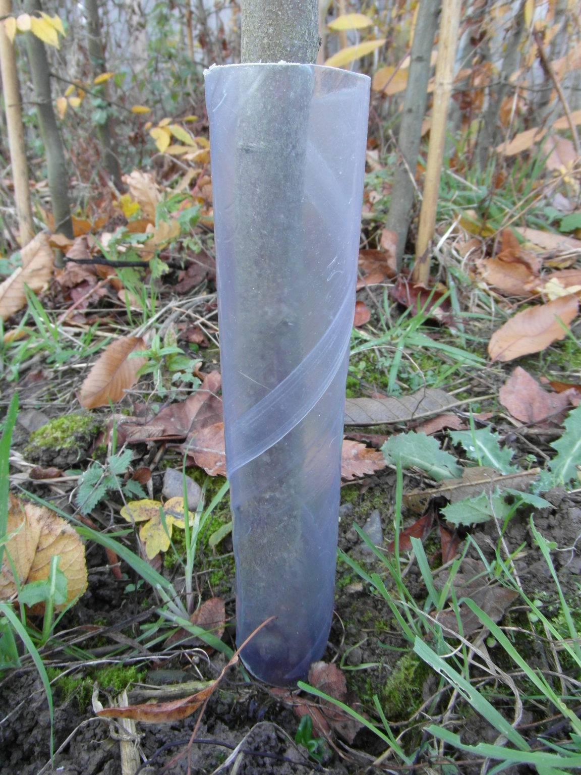 Buy Tree Shelters & Guards Online - Farm Forestry