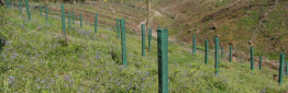 Farm Forestry - Forestry Supply Company in Shropshire